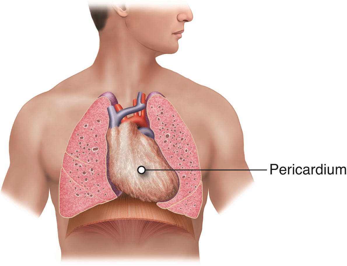 KnowledgeWorks - Drawing Place of heart and pericardium in the thorax - English labels | AnatomyTOOL